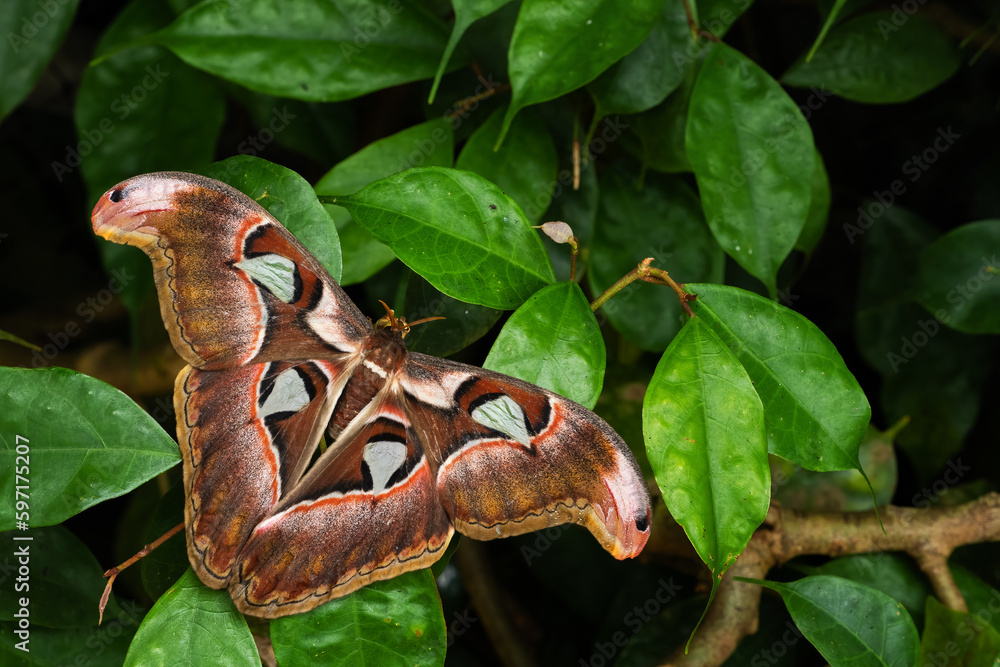 Foto de Atlas Moth - Attacus atlas, beautiful large iconic moth from ...