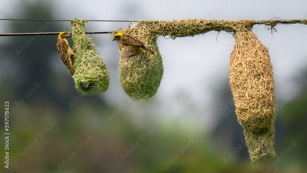 Two Baya Weaver making ,hanging retort shaped nests woven from leaves. Stock Photo | Adobe Stock