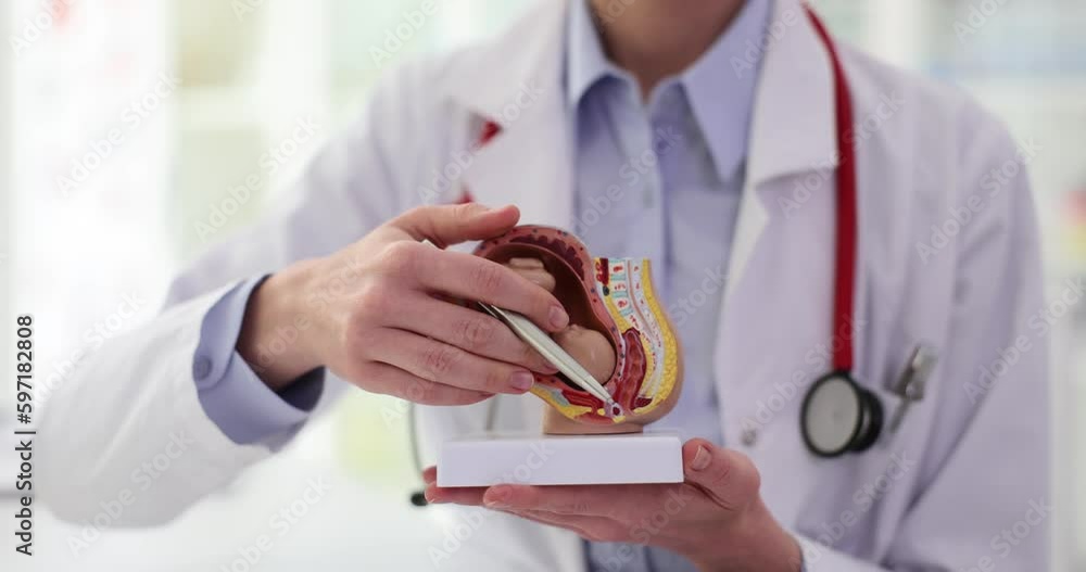 Gynecologist puts fetus into womb pointing pen to details. Doctor shows ...