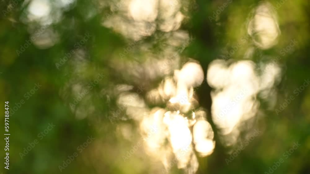 Blur background green park garden nature bright sunny forest. Blurry ...