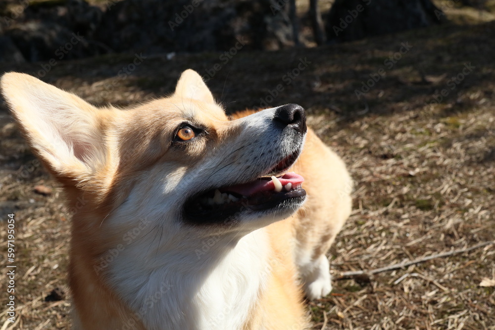 A corgi dog is looking up. A closeup profile of a dog's face. The dog's ...