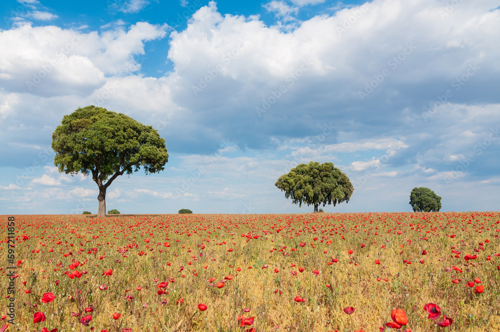 Foto Stock Paisaje típico de la meseta castellana con cultivo de cereal ...