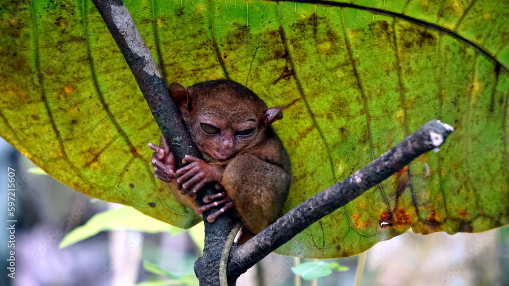 Portrait of Tarsier monkey (Tarsius Syrichta) in natural jungle ...