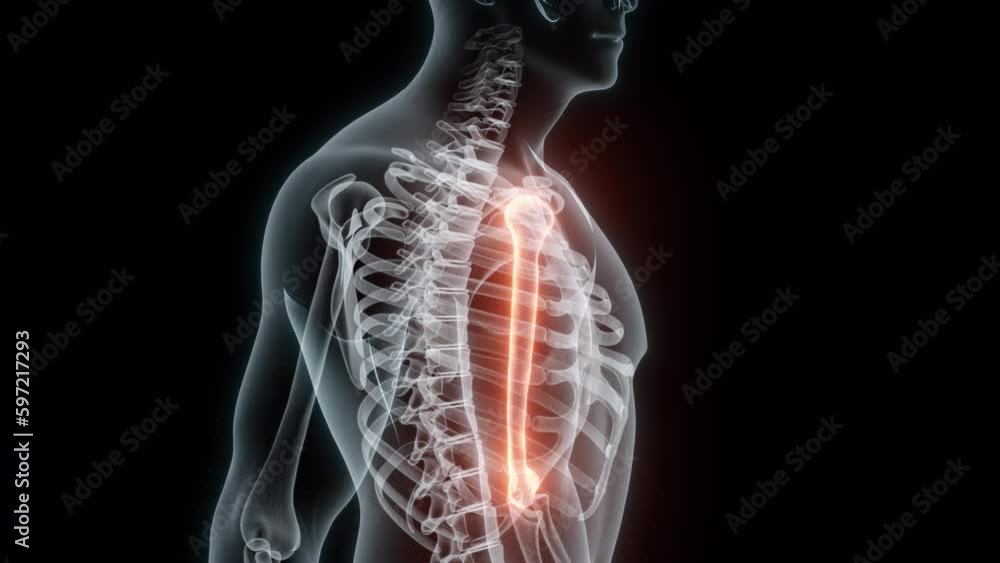 3D rendering of a medical animation of a Humerus. X-ray of a human ...