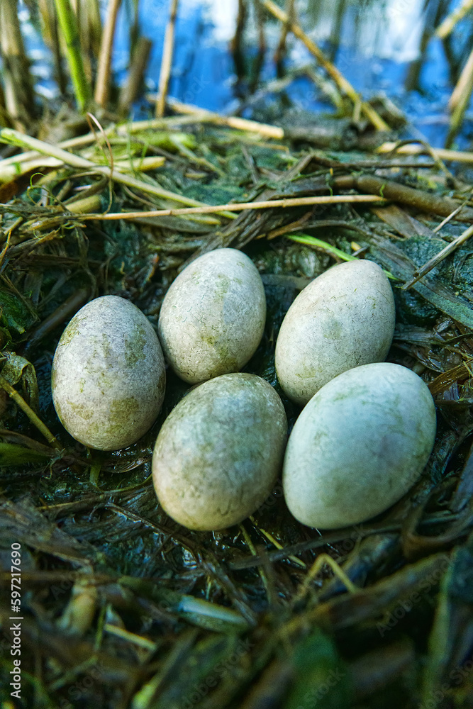 Bird's Nest Guide. Nidology. Slavonian grebe (Podiceps auritus ...