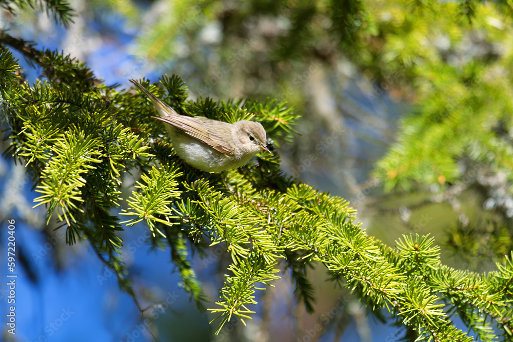 European chiffchaff (Phylloscopus collybitus) on Norway spruce (Picea ...