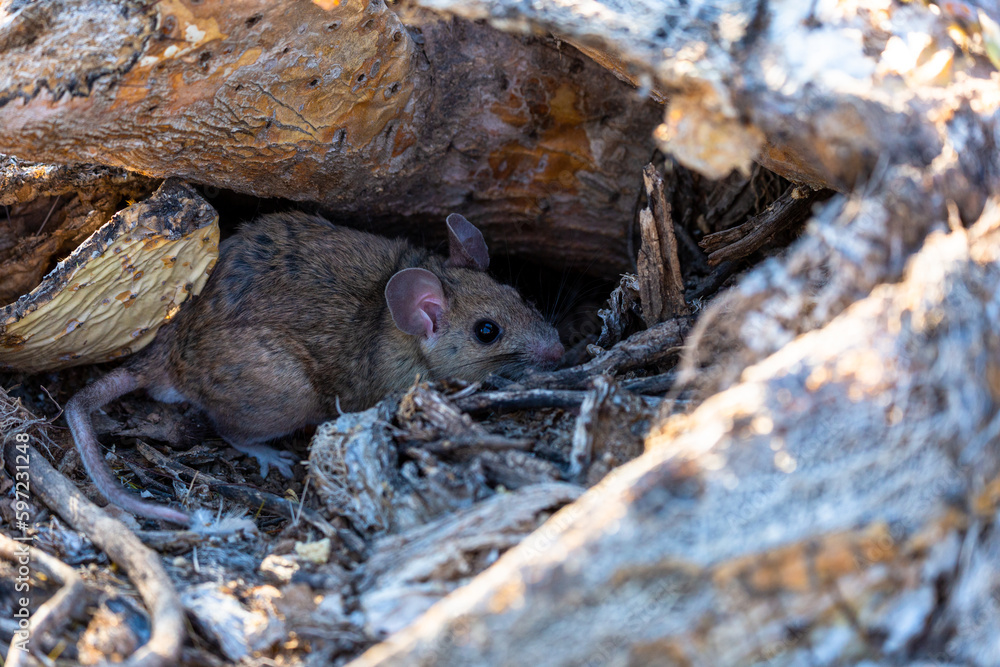 White throated wood rat, Neotoma albigula, AKA pack rat. A medium large ...