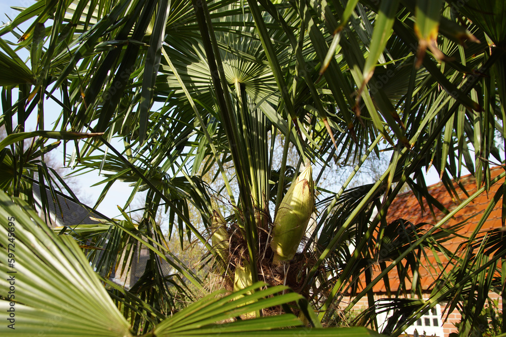 Buds of flowers in Chinese windmill palm, windmill palm, Chusan palm ...
