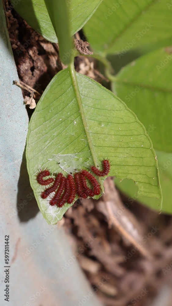 Larval stage of taturana, populalarly known as fire Caterpillar. Insext ...