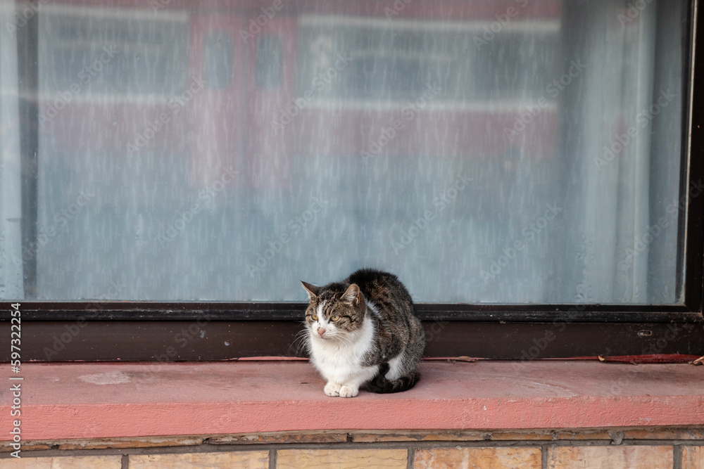 Cat loafing, on the loaf position, standing on a window, outside. It's ...