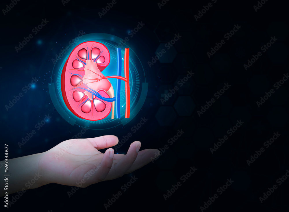 Nephrology, medical care for kidney problems. Kidneys isolated on light ...