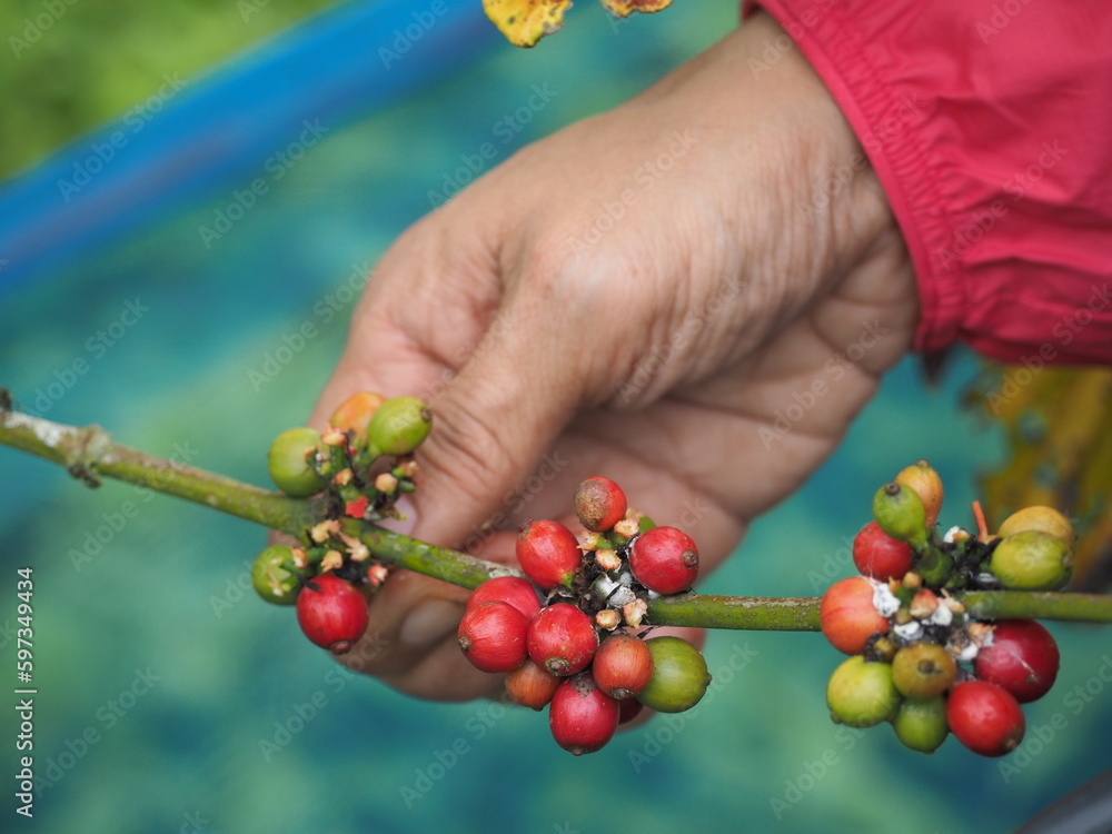 Harvesting coffee beans Field Plantation hand picking in farm ...