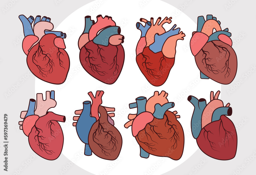 Realistic Heart SVG Bundle, Heart Silhouette, Real Human Heart Svg ...