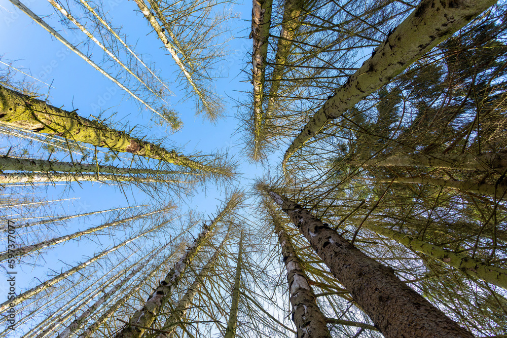 Rough bark spruce tree top infested with bark beetles, a symbol of ...