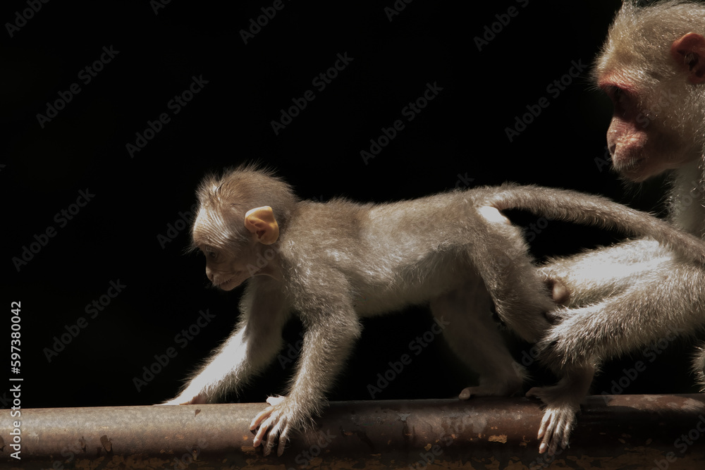 monkey with baby images, Imágenes de mono con bebe, Monkey mother ...