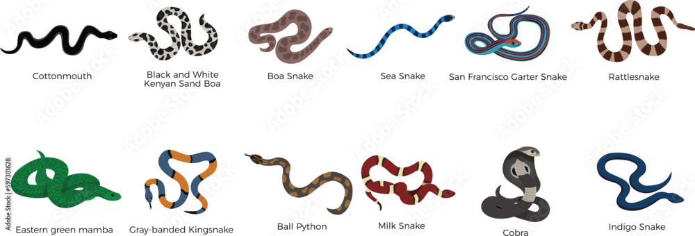 snakes, set of abstract Snakes crawling with names , hand drawing ...