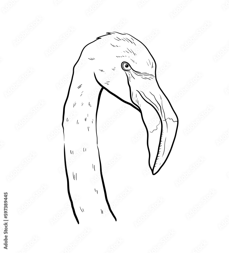 Flamingo head, close up vector illustration of a flamingo bird face in ...