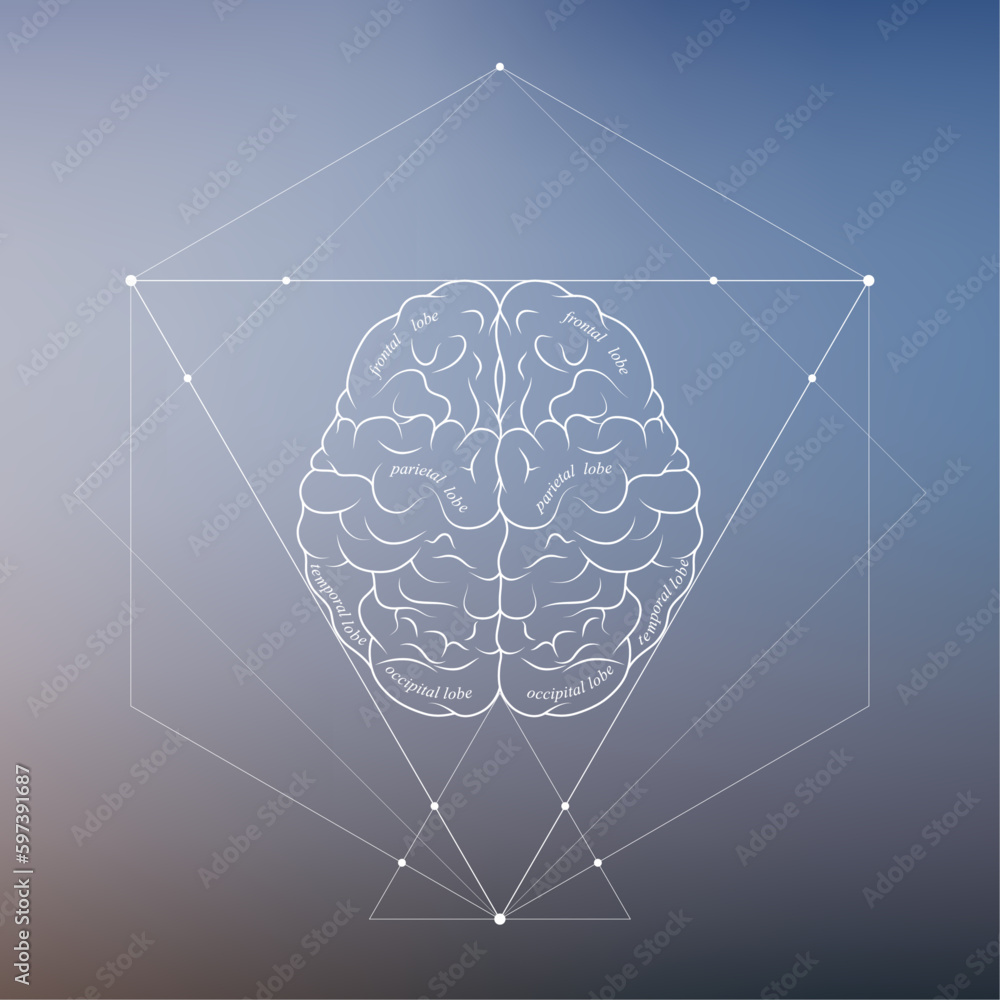 Minimal neuroscience infographic on gradient. Human brain lobes and ...