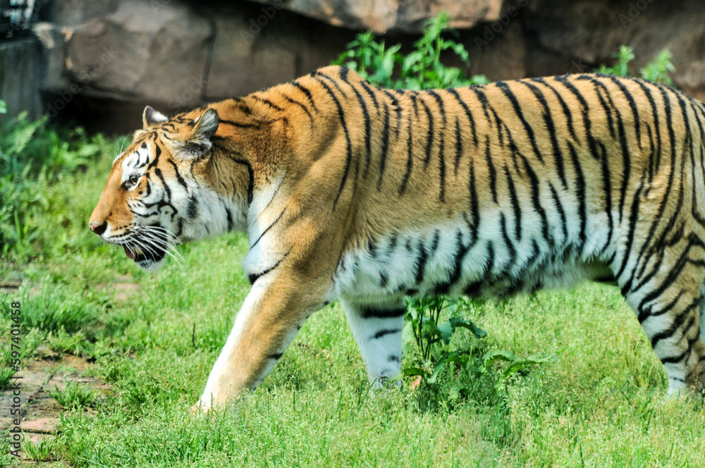 Tiger on the lawn, photographed at the Ecological Zoo in Changsha ...