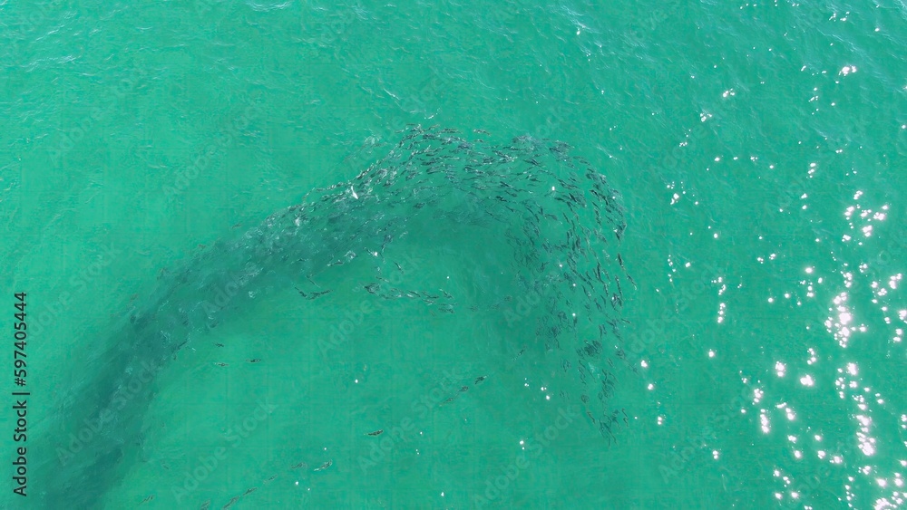 BUZZARDS BEACH EAST CAPE BCS MEXICO-2023: A Large Group Of Fish ...