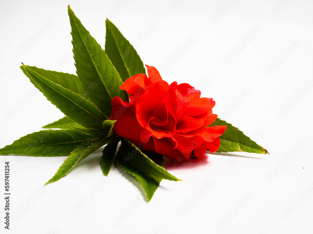 Red Impatiens balsamina, commonly known as balsam, garden balsam, rose ...