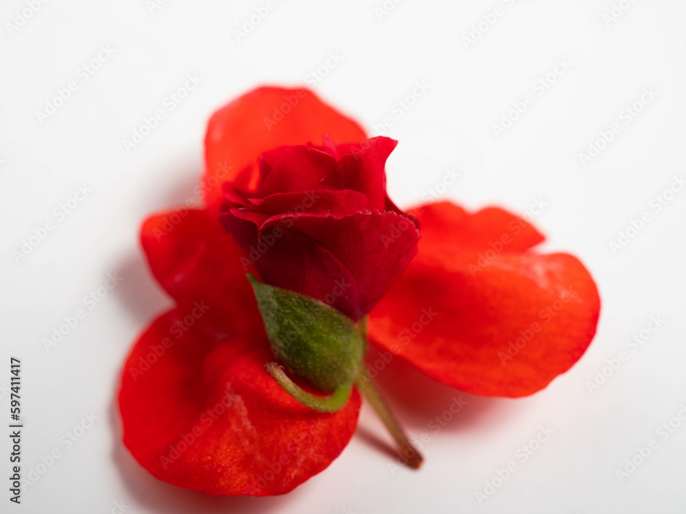 Red Impatiens balsamina, commonly known as balsam, garden balsam, rose ...