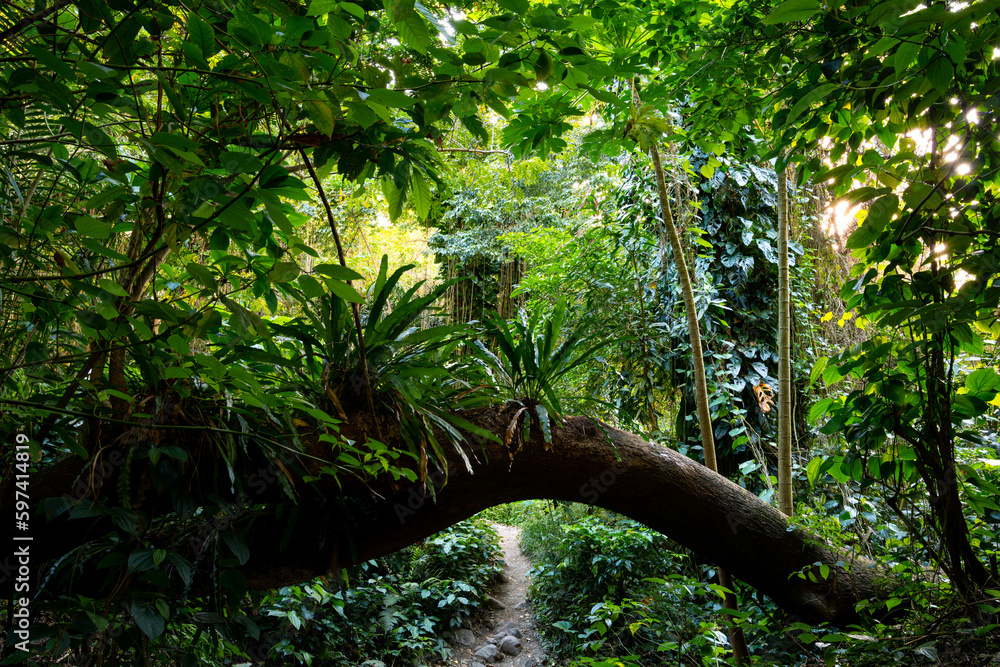 Couleuvre river hiking trail to a cascade in the tropical rain forest ...