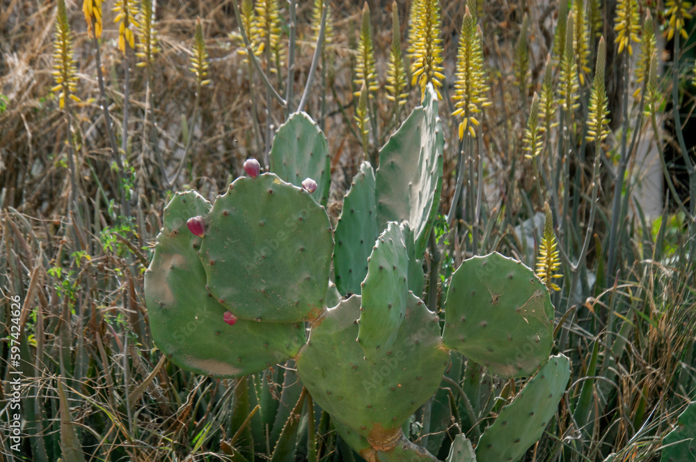 Large Mexican Wheel cactus with red giant tasty fruits and yellow ...
