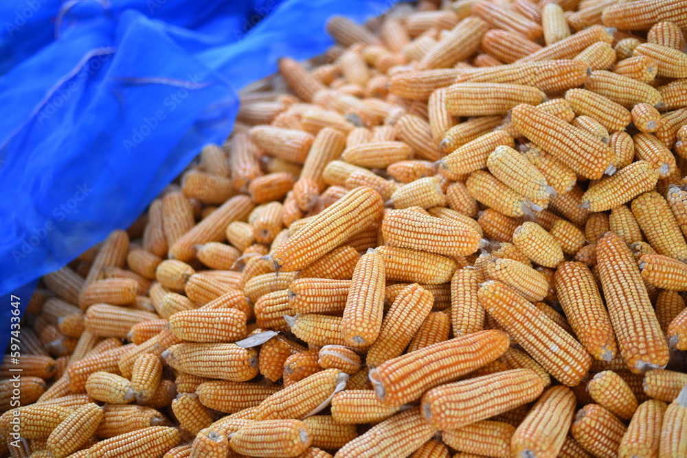 Dried maize yield Wait to sell to merchants and factories to be ...
