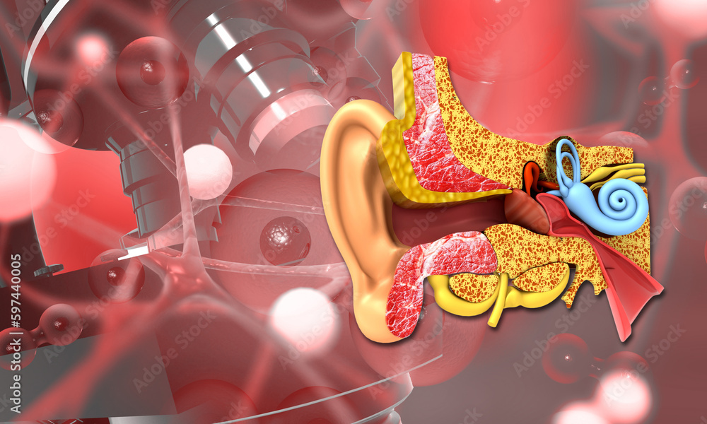Human ear cross section on medical background. 3d illustration. Stock ...