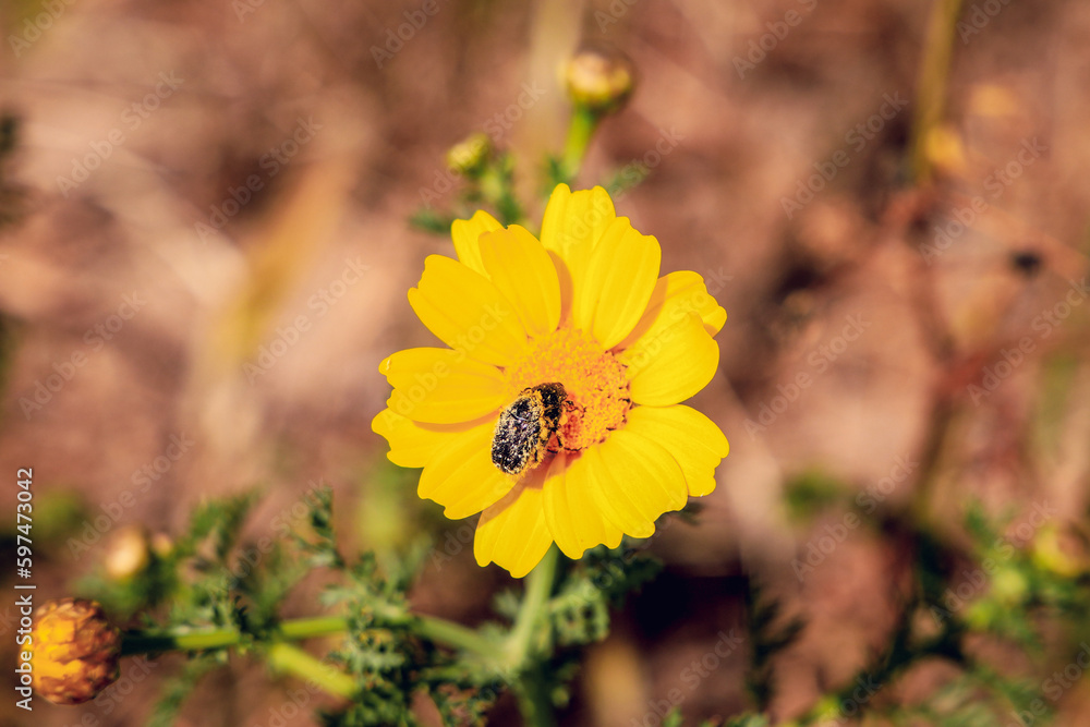 Pollination of a Crown marigold flower (Glebionis coronaria) Stock ...