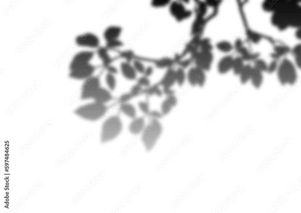 Tree Branch With Leaves In Shadow On Transparent Background ...