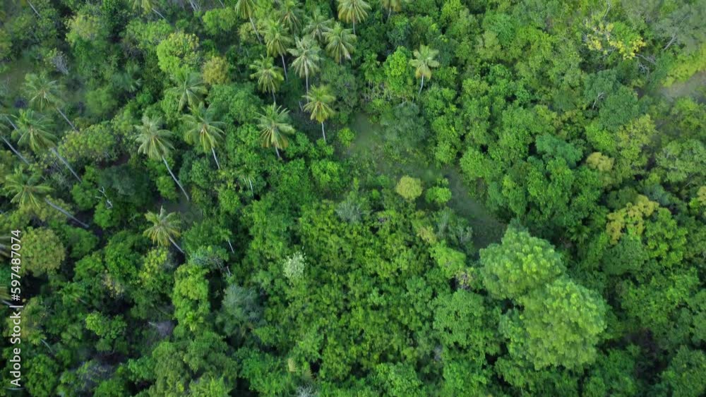 From a top view, tropical forests look like a vast refreshing sea of ...