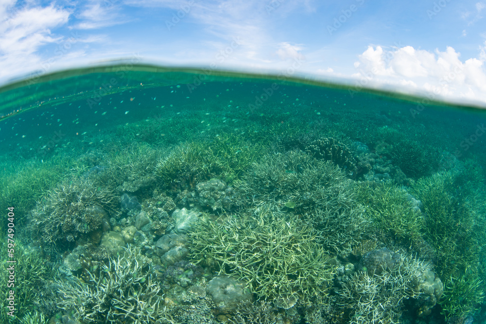 Fragile, reef-building corals cover the shallow seafloor in Raja Ampat ...
