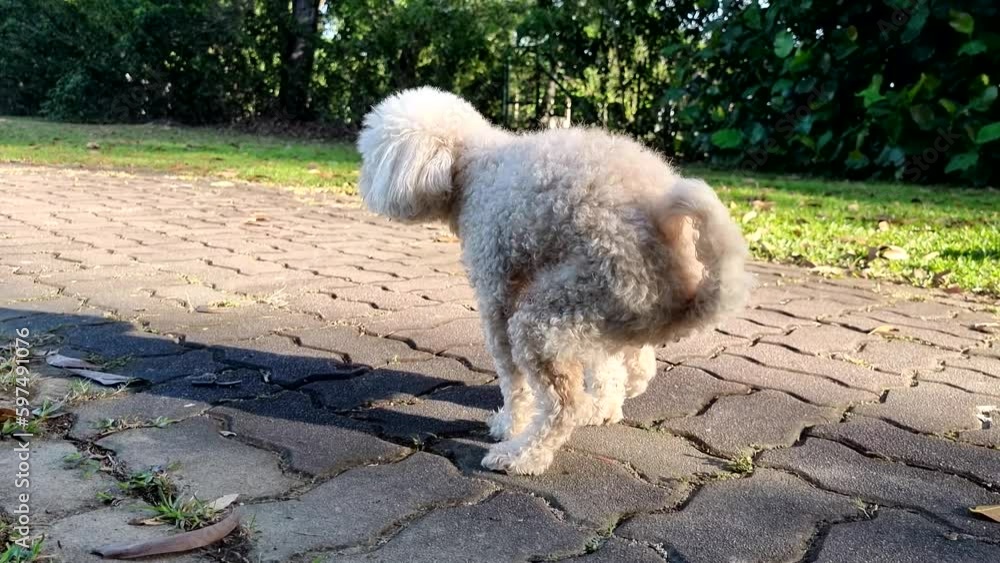Female poodle pet dog having difficulties to poop in public park due to ...