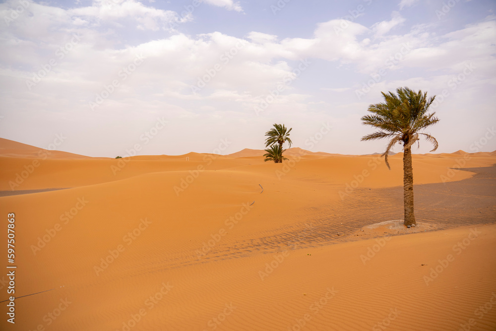 Palmier dans les dunes du désert du Sahara Photos | Adobe Stock