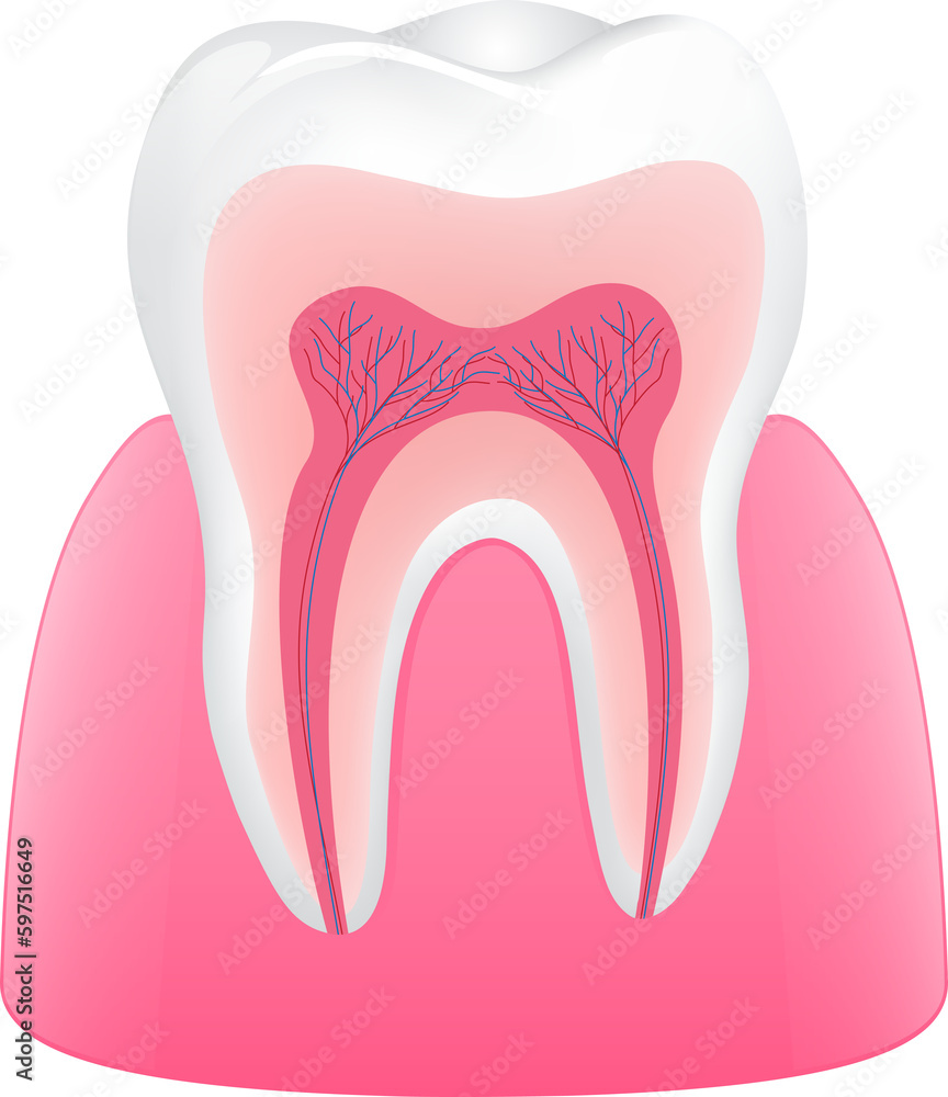 Human teeth anatomy. Cross section of human tooth. Illustration. Stock ...