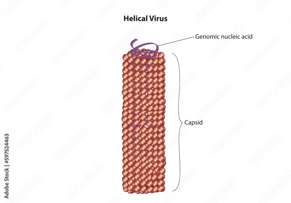rod shaped virus diagram Stock Vector | Adobe Stock
