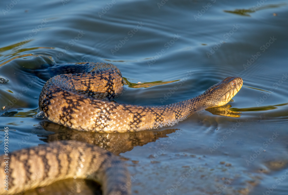 Diamondback Water Snake Stock Photo | Adobe Stock
