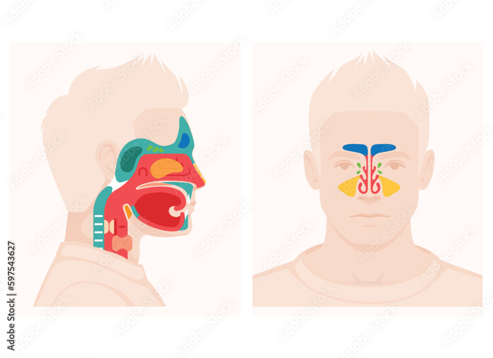 Nose anatomy cross section diagram showing soft palate paranasal ...