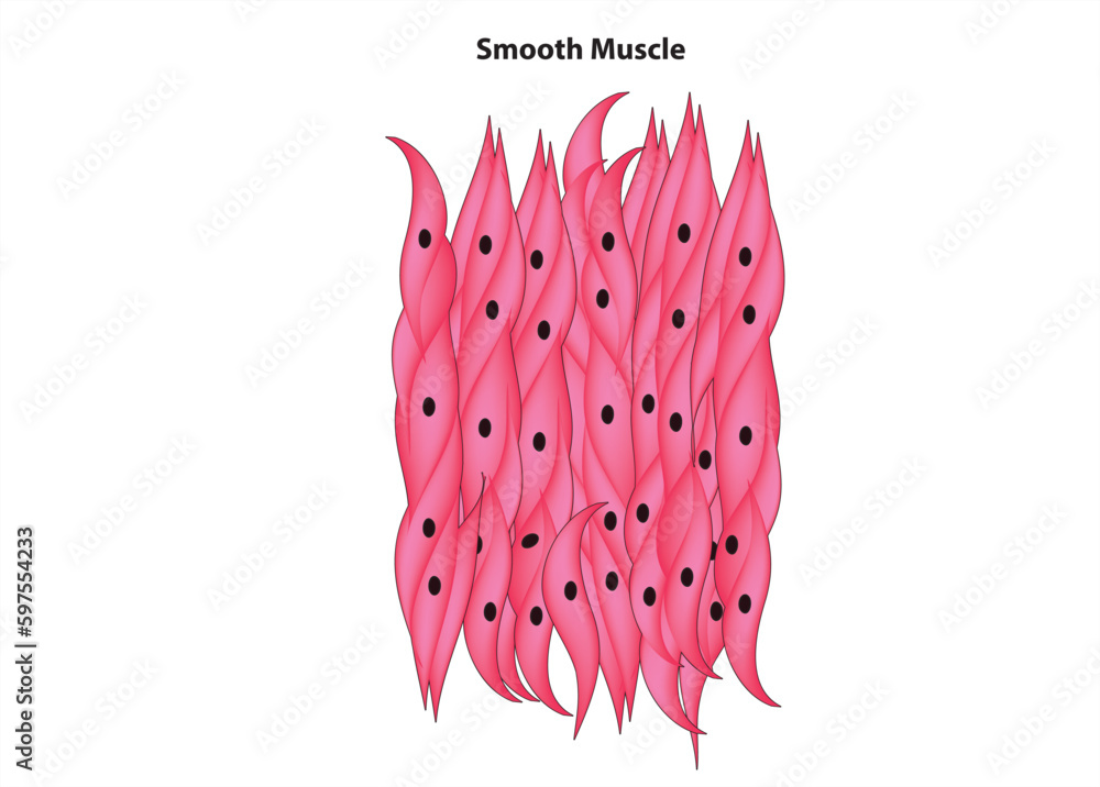 Smooth muscle tissue diagram Stock Vector | Adobe Stock