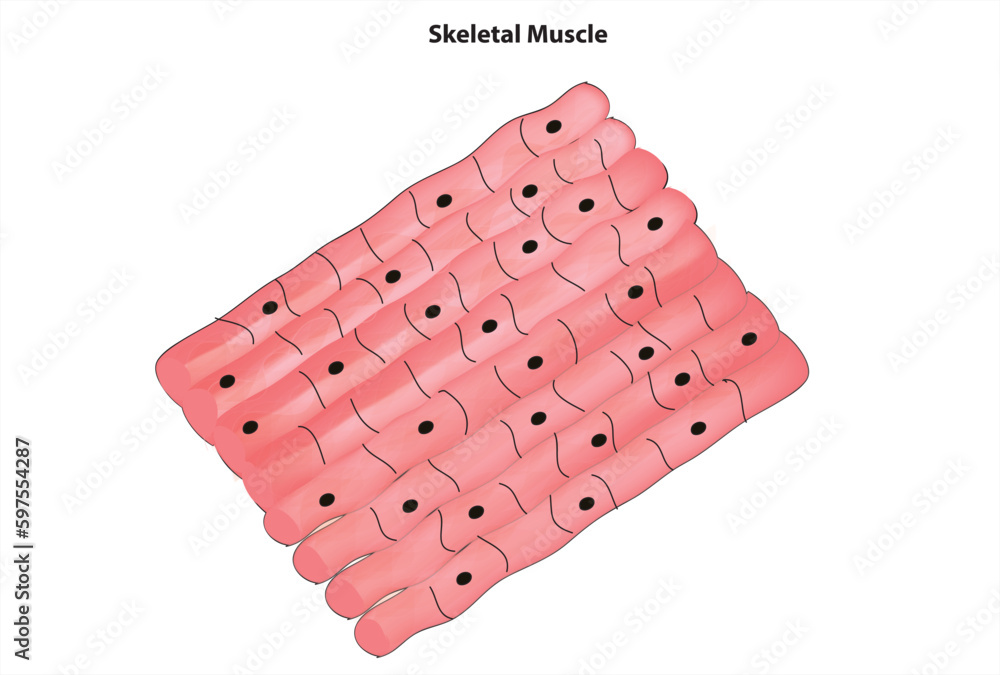 Skeletal muscle tissue diagram Stock Vector | Adobe Stock