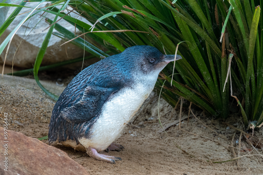 Australian little penguin (Eudyptula novaehollandiae), also called the ...