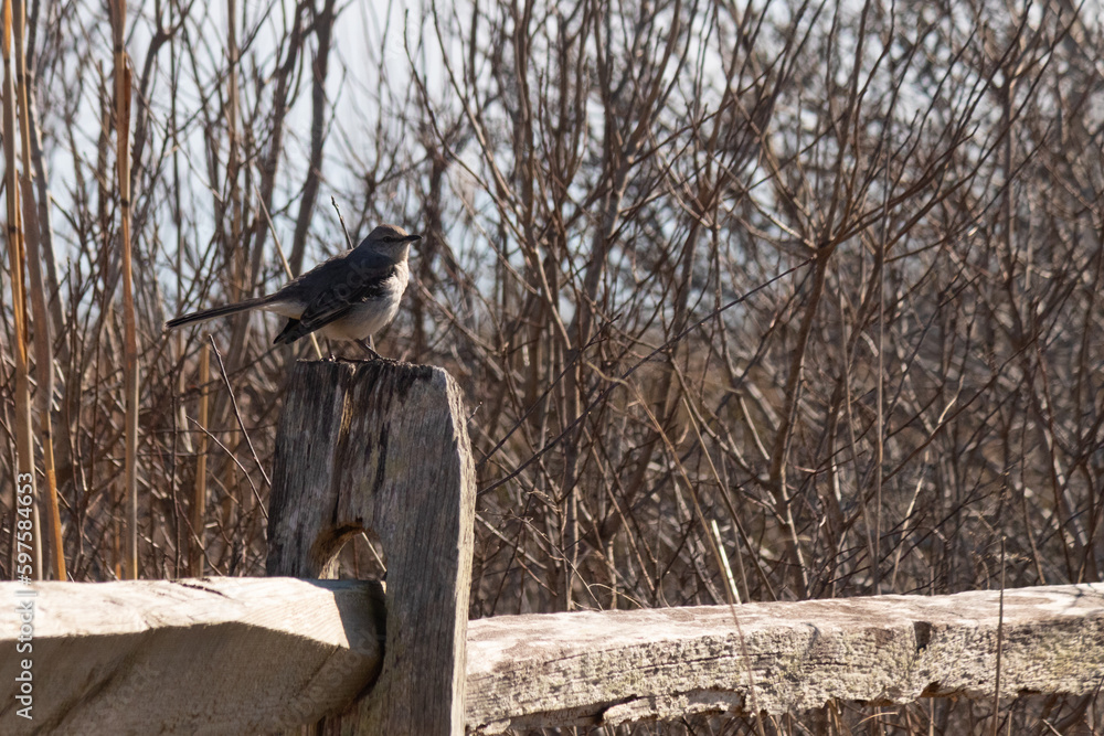 This cute little mockingbird sat perched on a fence when I took the ...