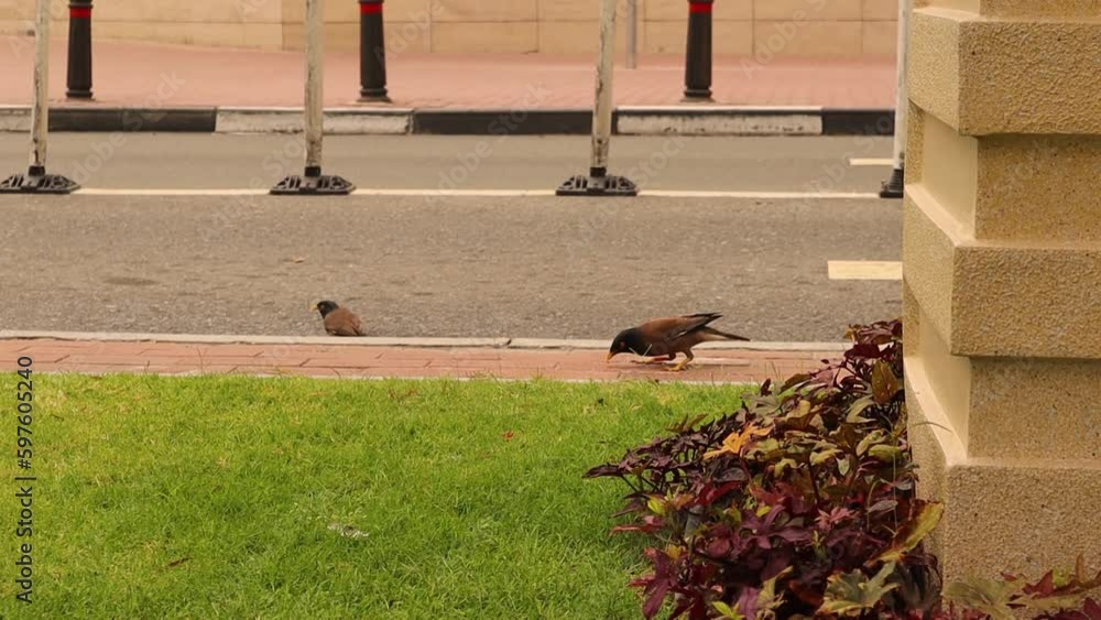Myna bird in Doha, Qatar. It is considered an invasive species. Arabian ...