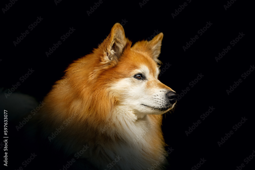 Black Icelandic Sheepdog