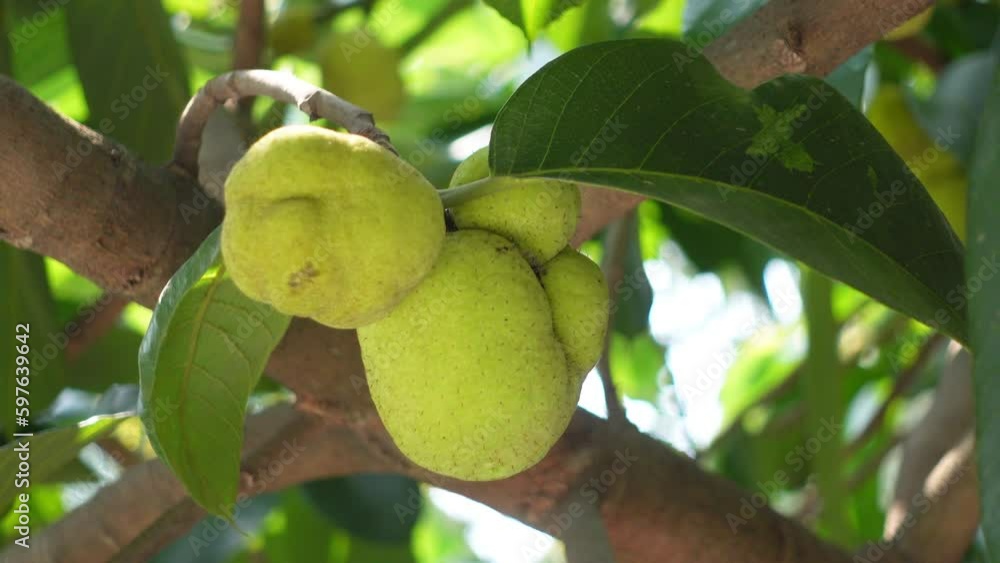 Close-up of Dheu fruit. A branch of a Dewa tree, fruits, and its leaves ...