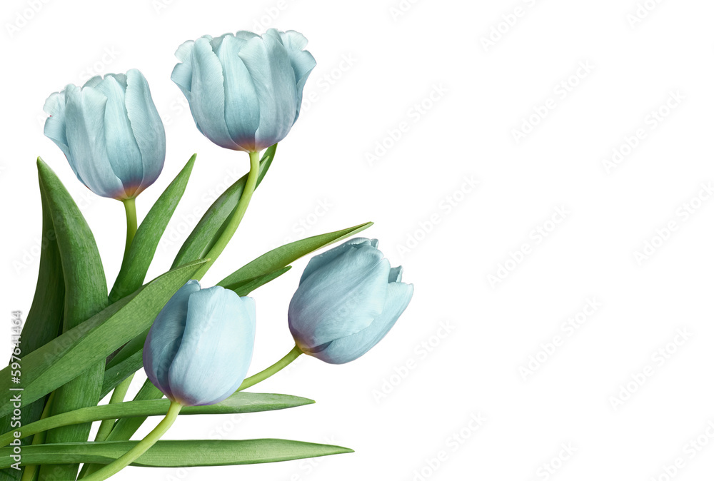 Light blue tulips with green leaves Isolated on transparent background ...