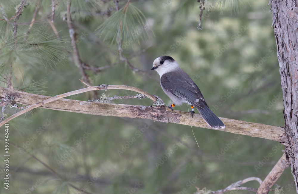 Canada Jay. Whiskey Jack's High-Tech Perch: Canada Jay Photographed ...