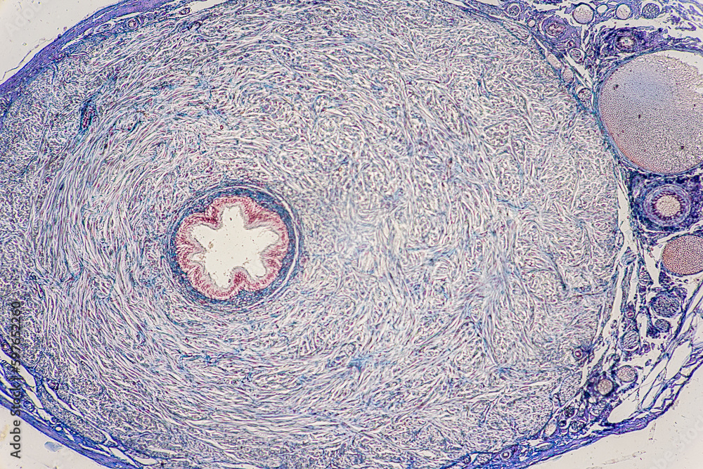 Histological Spermatic cord human, Seminal vesicle human, Prostate ...